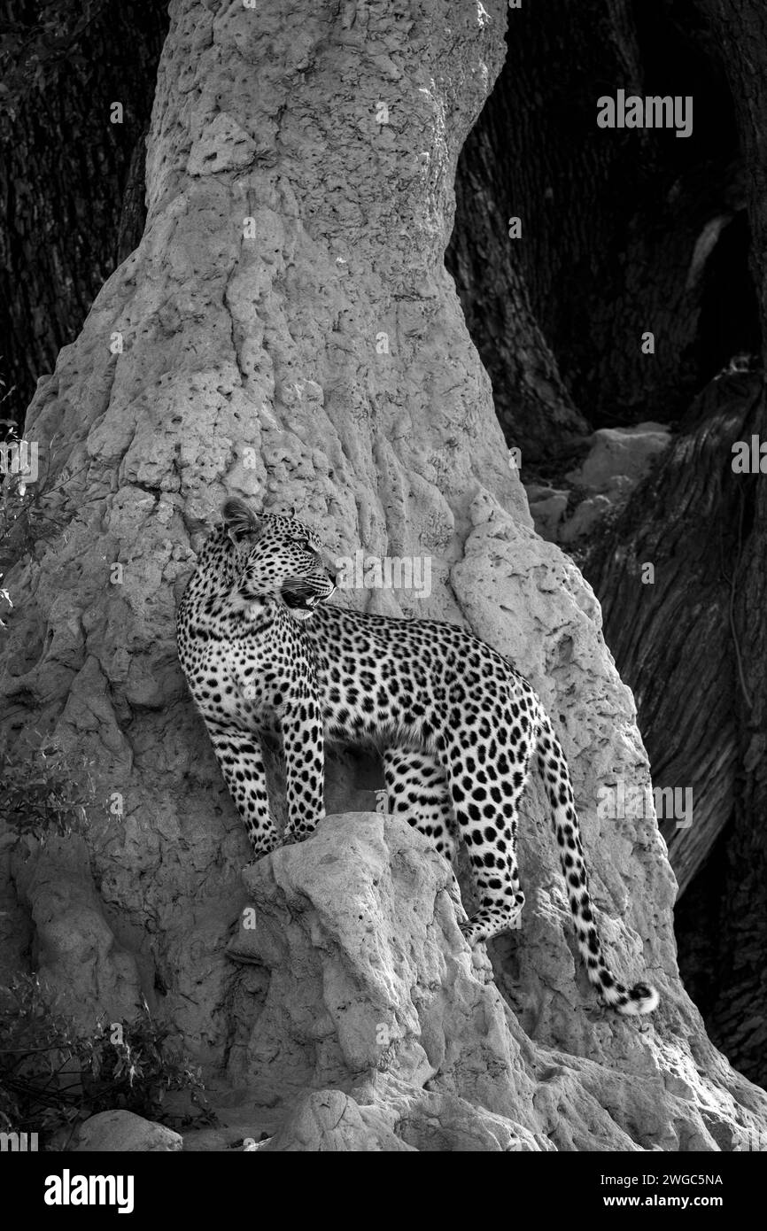 A leopard is seen in Okavango Delta on January 2024 Stock Photo - Alamy