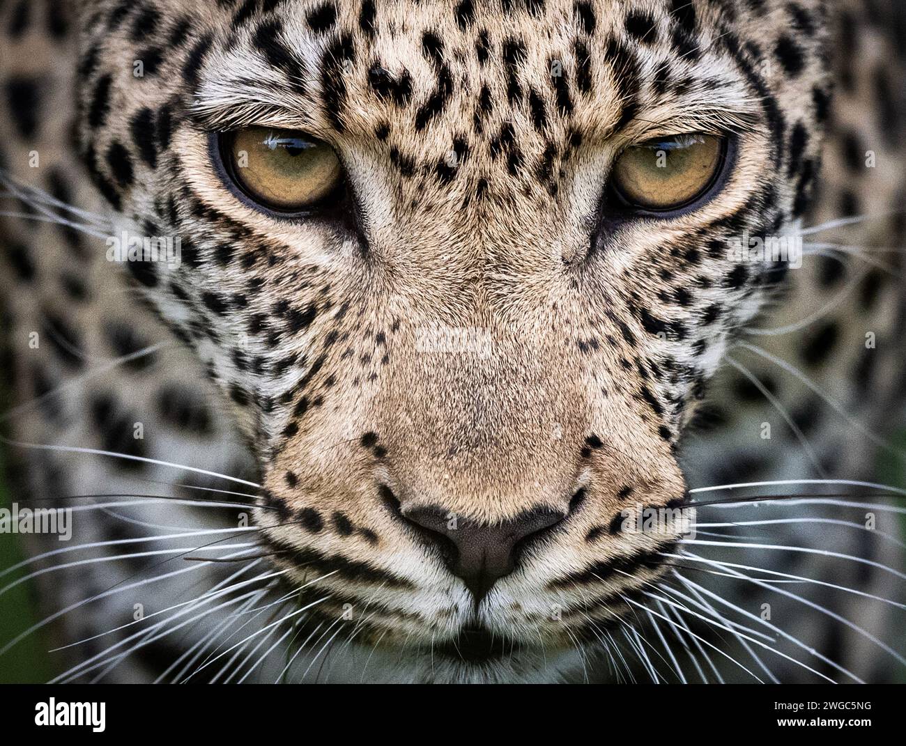 A leopard is seen in Okavango Delta on January 2024 Stock Photo - Alamy