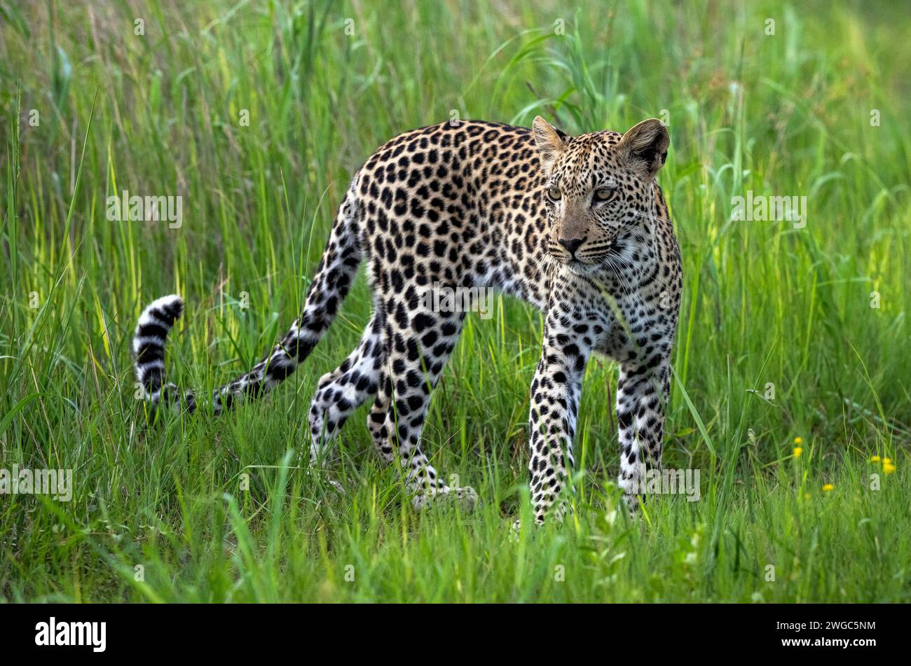 A leopard is seen in Okavango Delta on January 2024 Stock Photo - Alamy