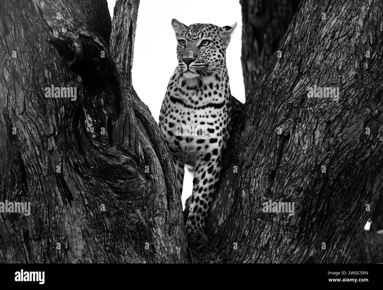 A leopard is seen in Okavango Delta on January 2024 Stock Photo - Alamy