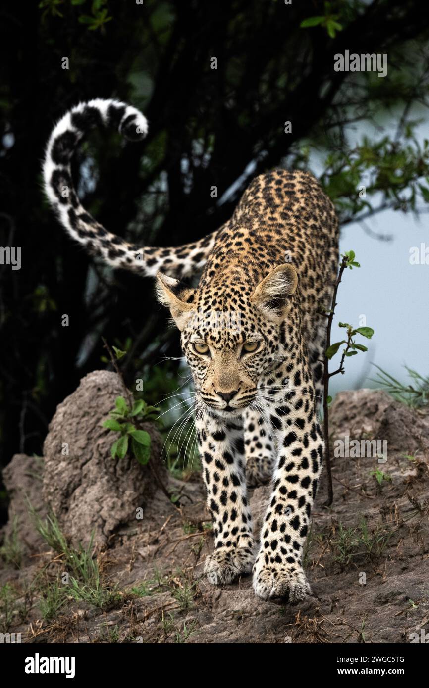 A leopard is seen in Okavango Delta on January 2024 Stock Photo - Alamy