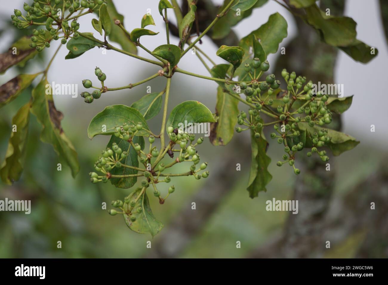 Phellodendron amurense (Amur cork tree). It has been used as a Chinese ...