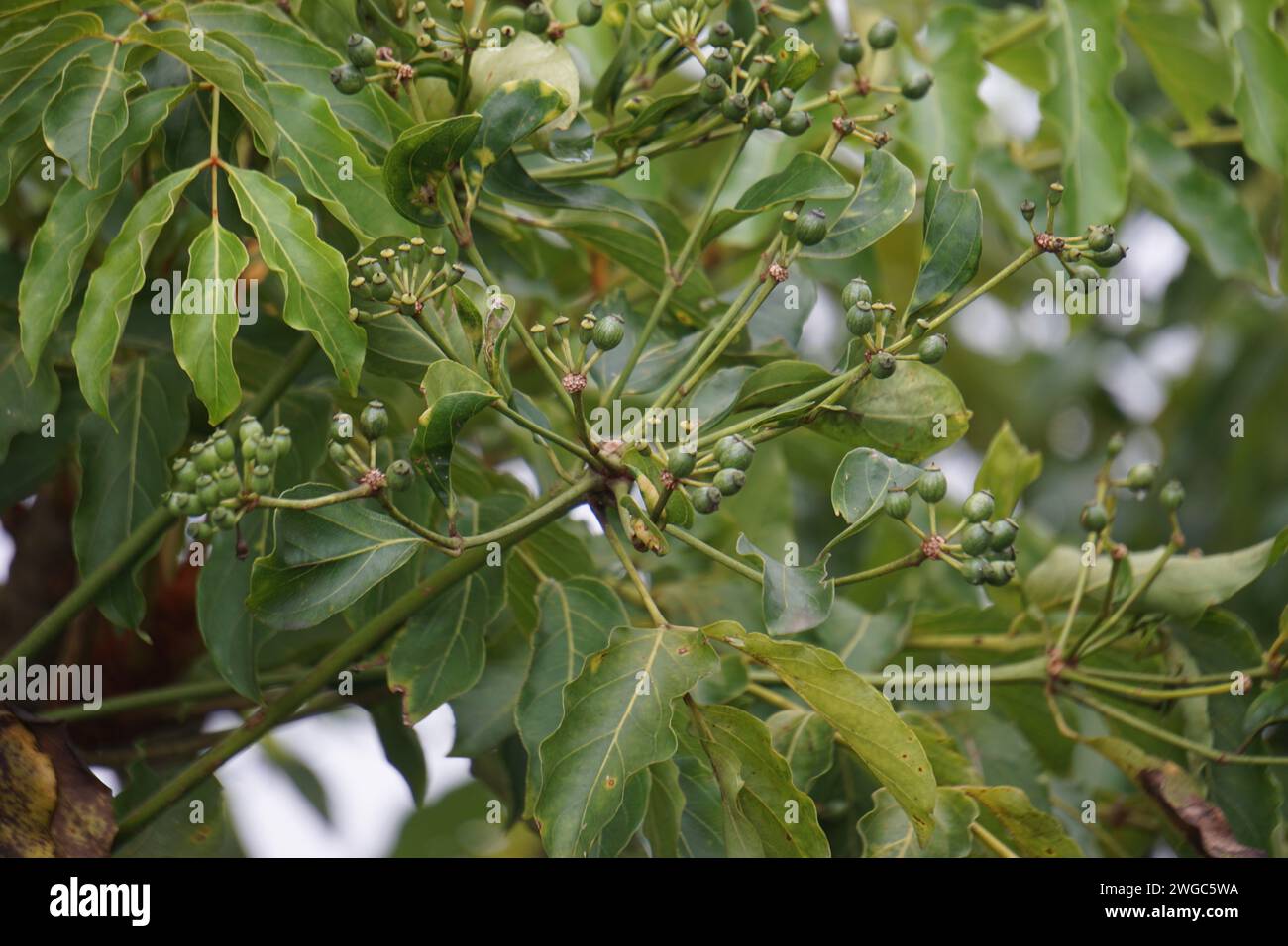 Phellodendron amurense (Amur cork tree). It has been used as a Chinese ...