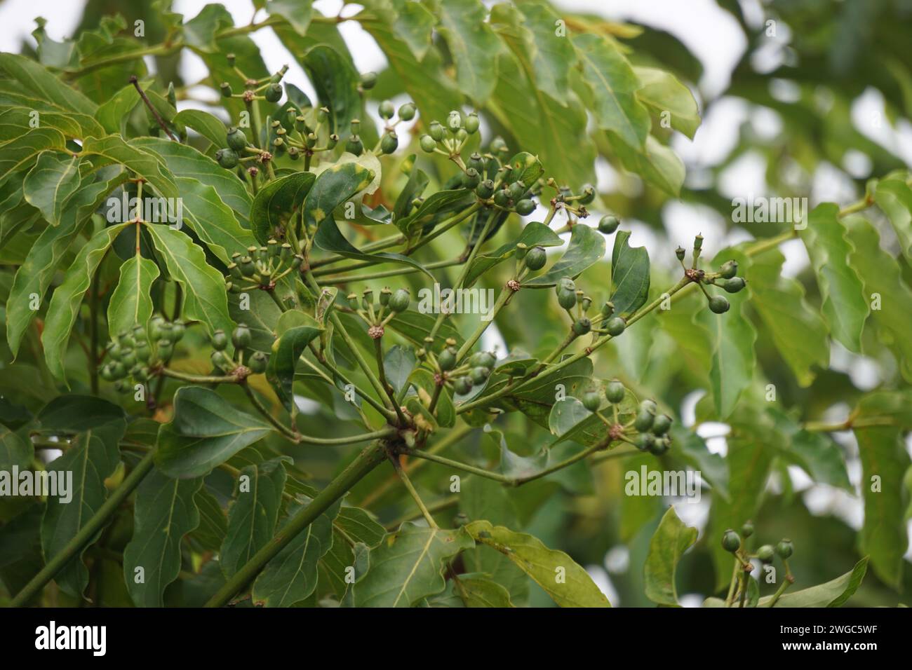Phellodendron amurense (Amur cork tree). It has been used as a Chinese ...