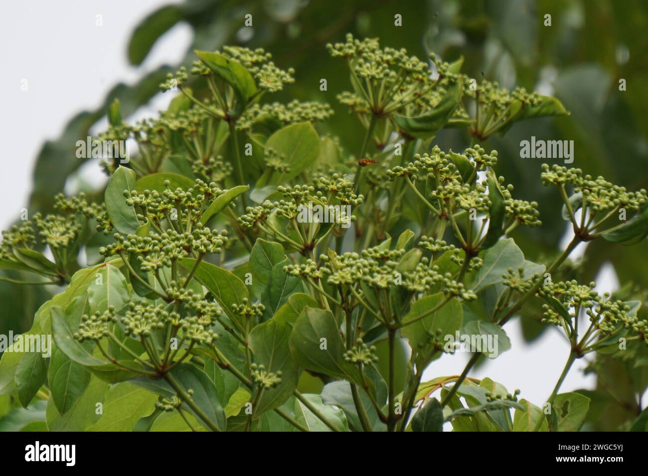 Amur cork tree hi-res stock photography and images - Alamy