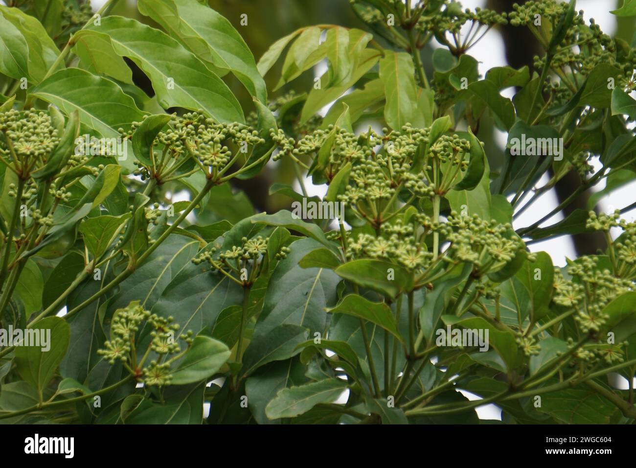 Amur cork tree hi-res stock photography and images - Alamy