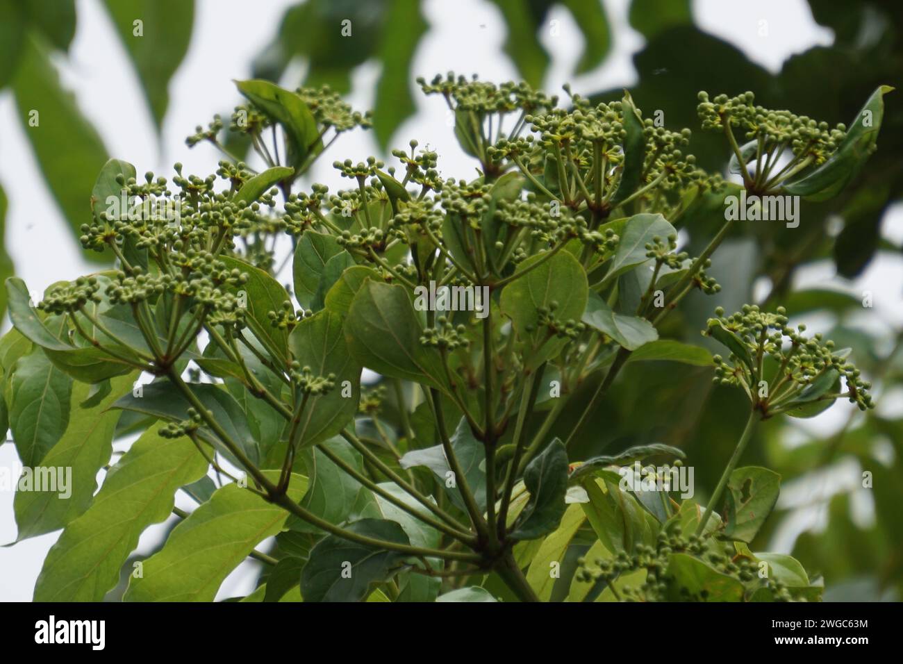 Amur cork tree hi-res stock photography and images - Alamy