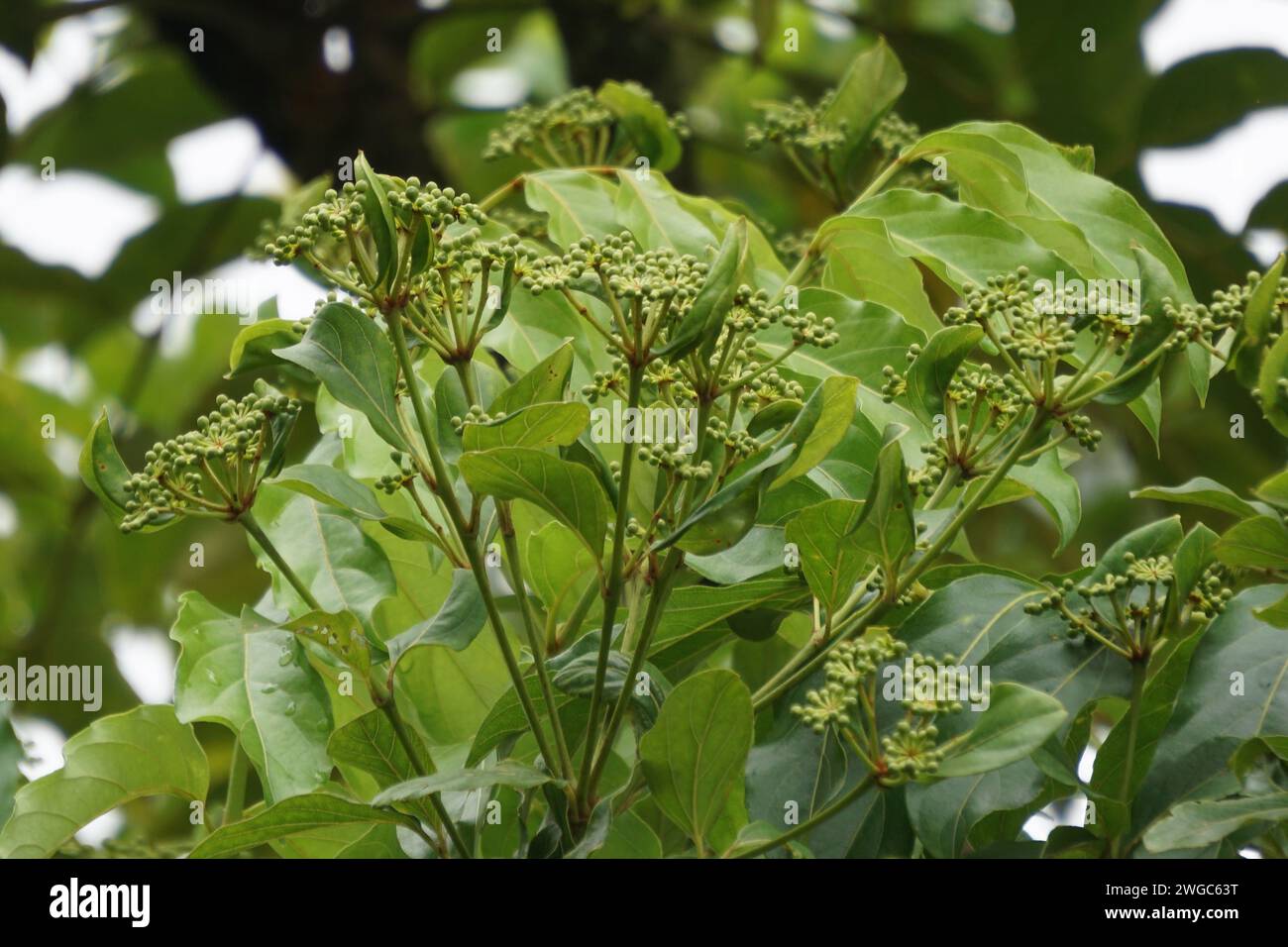 Amur cork tree hi-res stock photography and images - Alamy