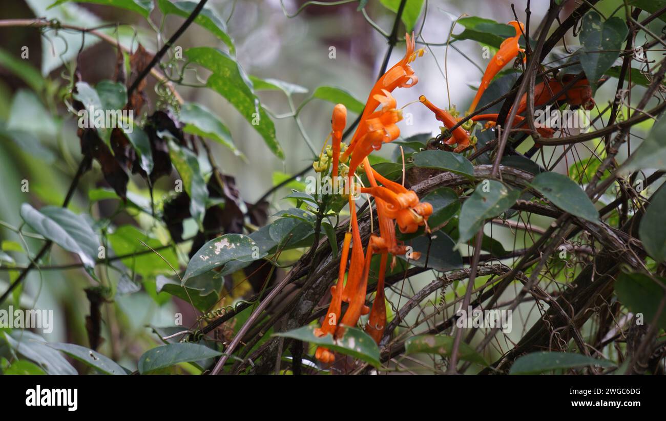 Pyrostegia venusta (flamevine, orange trumpet vine, Bignonia ...