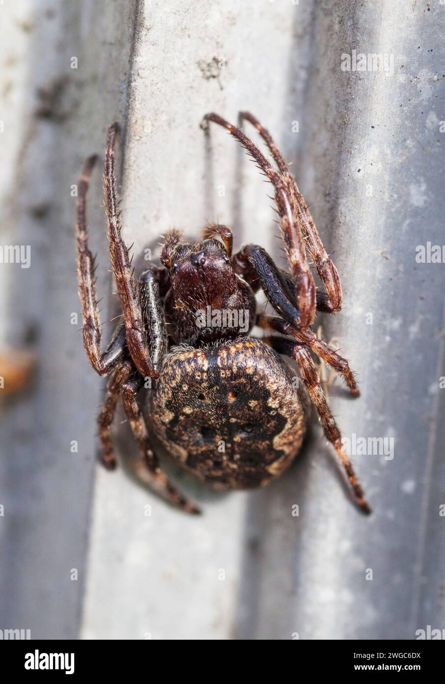 NUCTENEA UMBRATICA walnut orb-weaver spider Stock Photo - Alamy