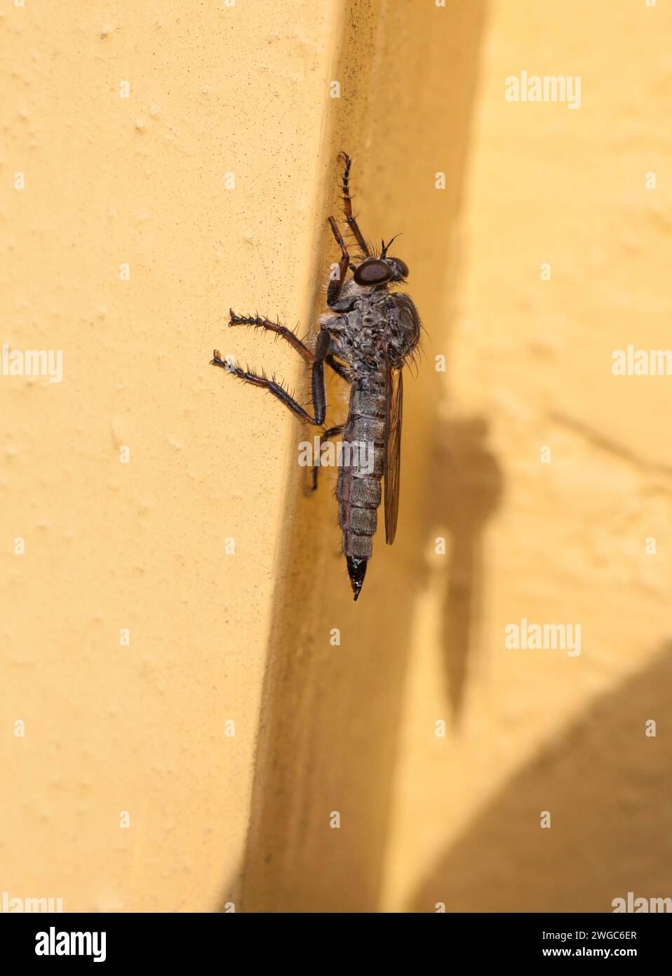 Asilidae insect hi-res stock photography and images - Alamy