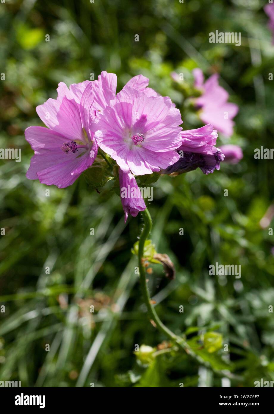 MALVA MOSCHATA the musk mallow or musk-mallow Stock Photo - Alamy