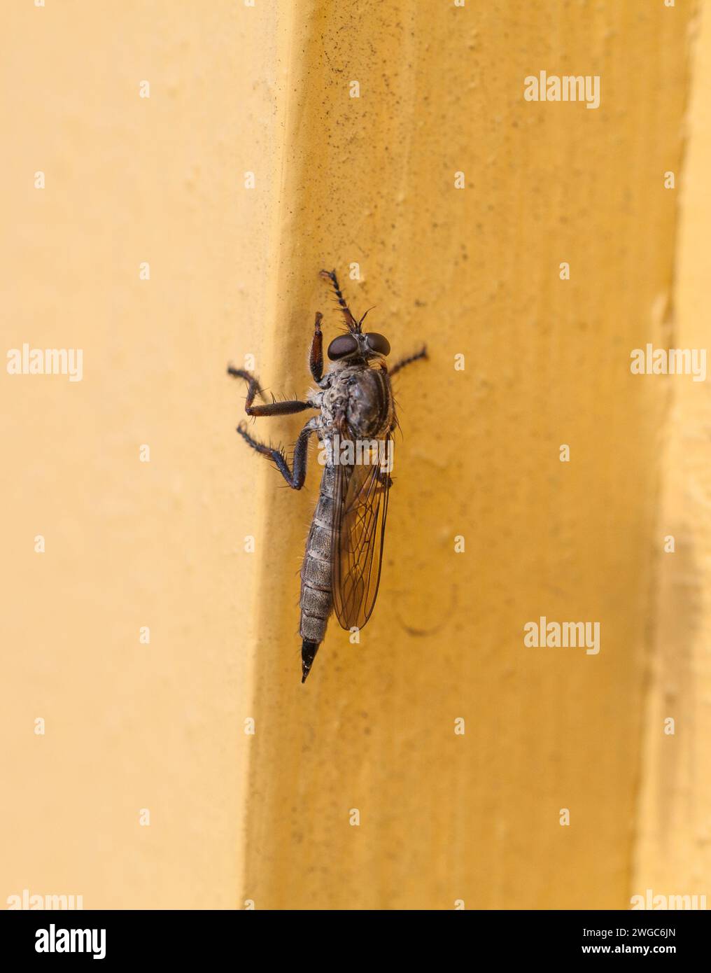 Asilidae insect hi-res stock photography and images - Alamy