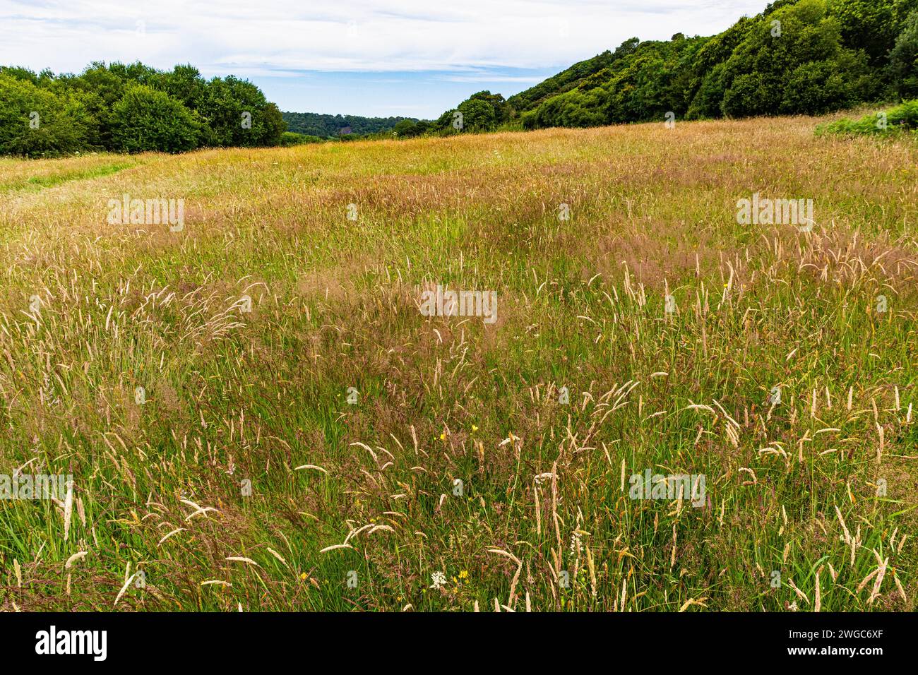 Low Angle, Over View of A Devon Meadow in Early Summer. Meadow Flowers ...
