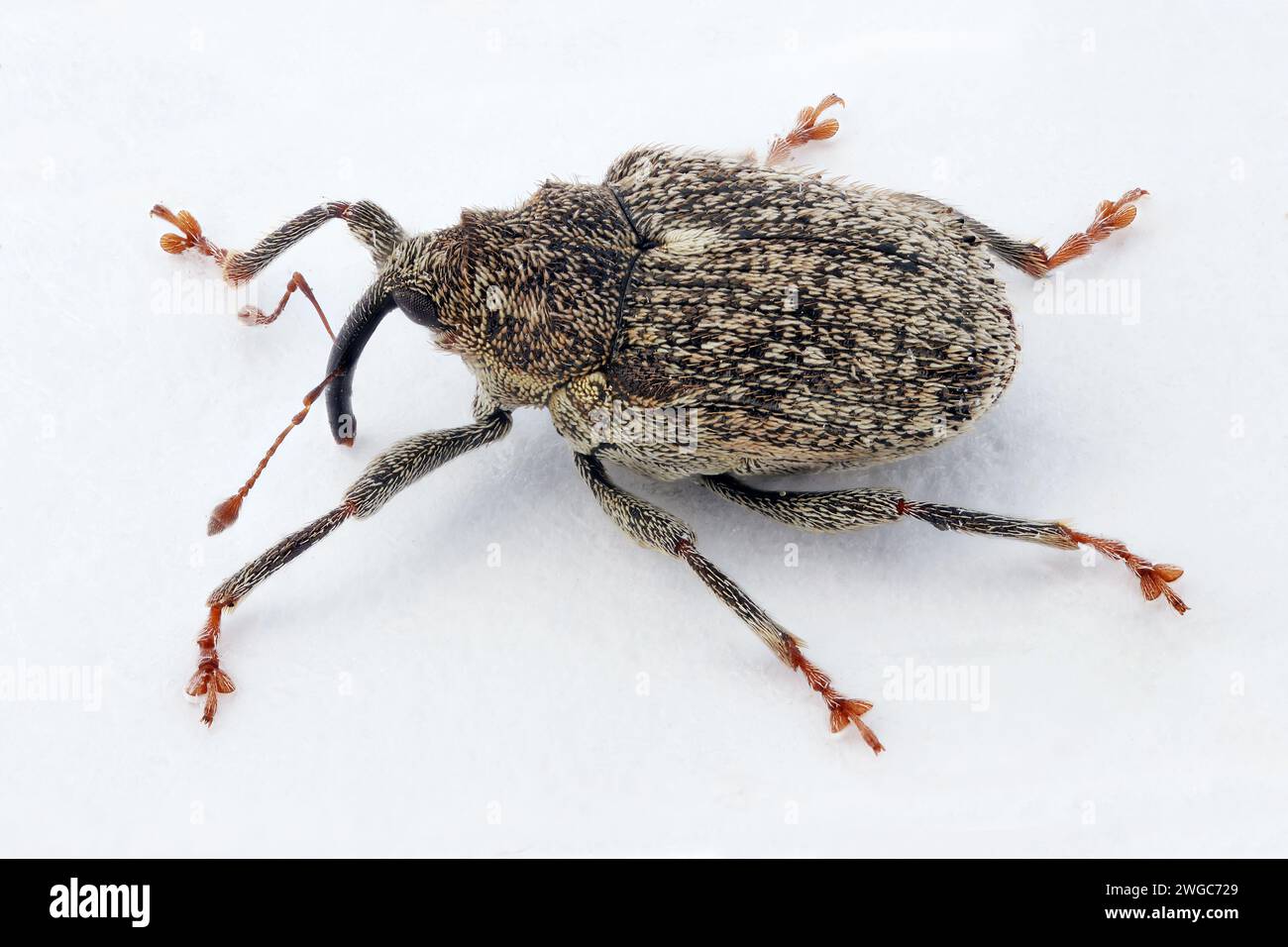 A cabbage stem weevil called also cabbage seedstalk curculio ...