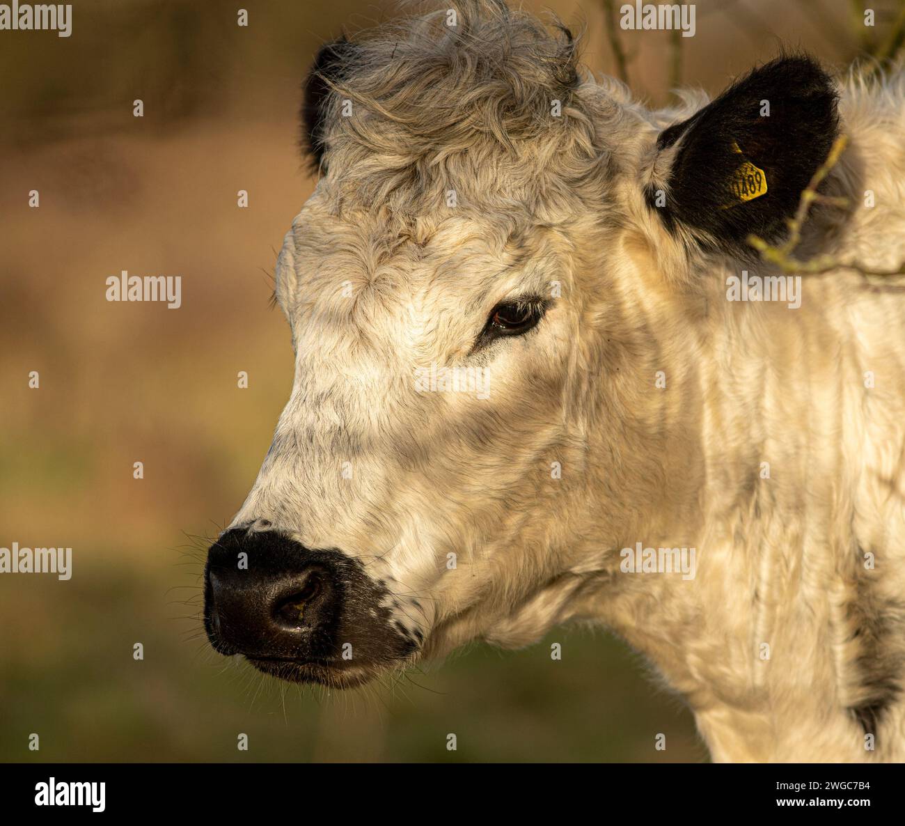 Black white breed cow in hi-res stock photography and images - Alamy