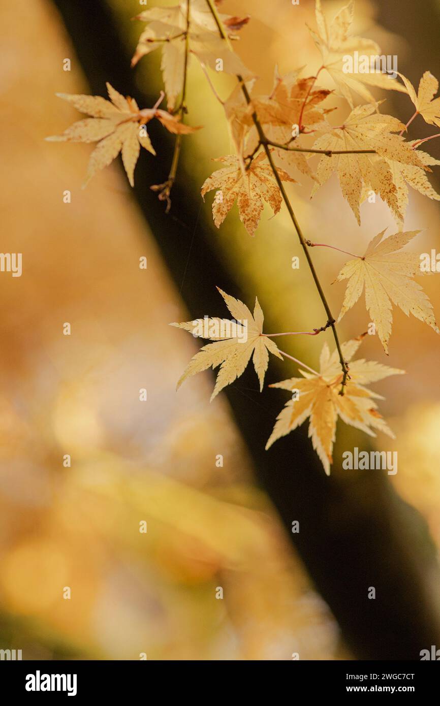 Delicate leaves acer palmatum japanese hi-res stock photography and ...