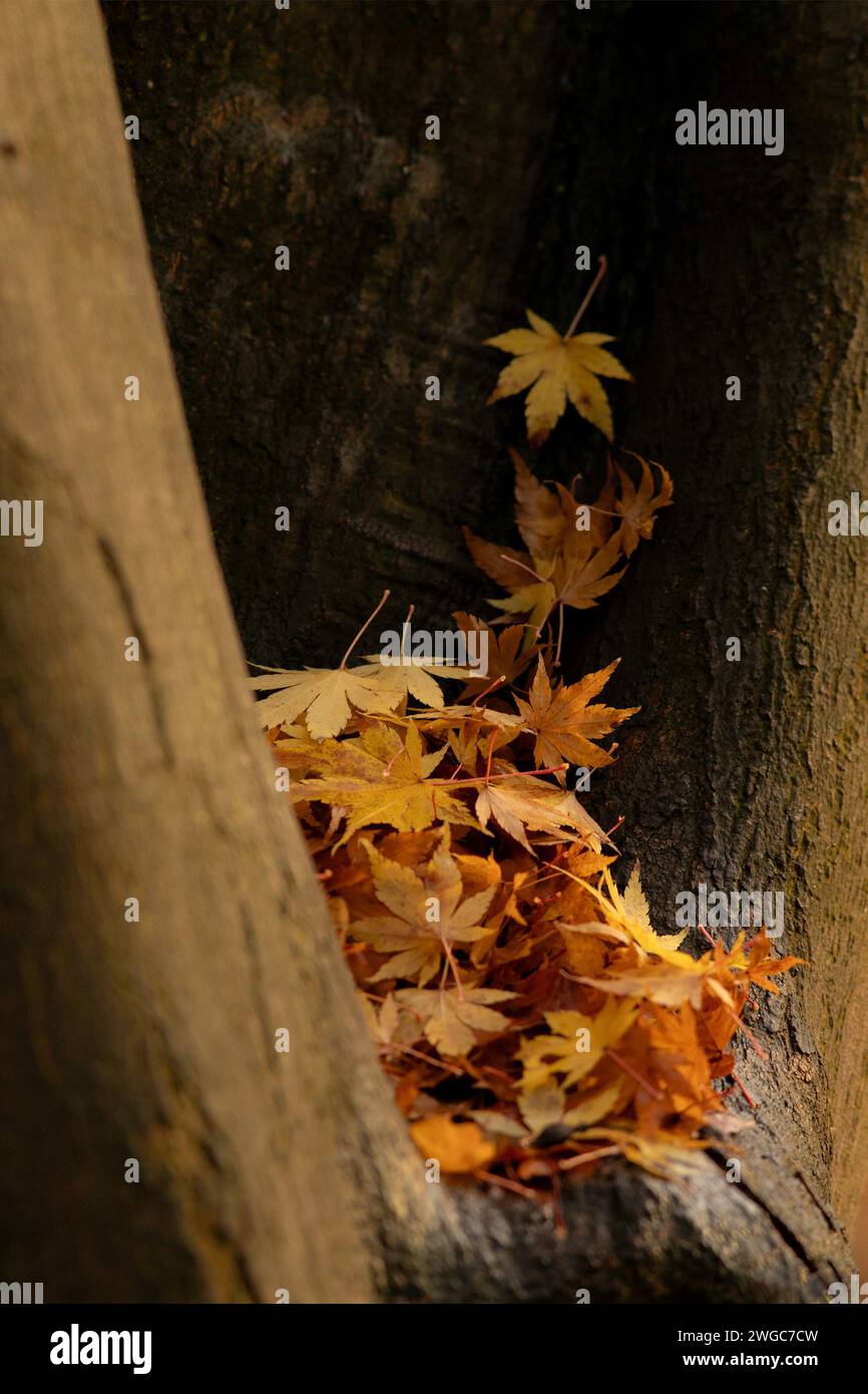 Yellow Japanese Maple Stock Photo - Alamy