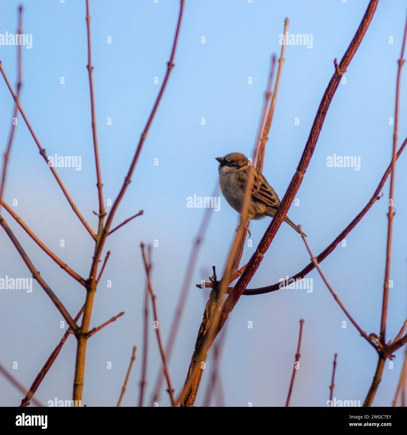 Old world sparrow hi-res stock photography and images - Alamy