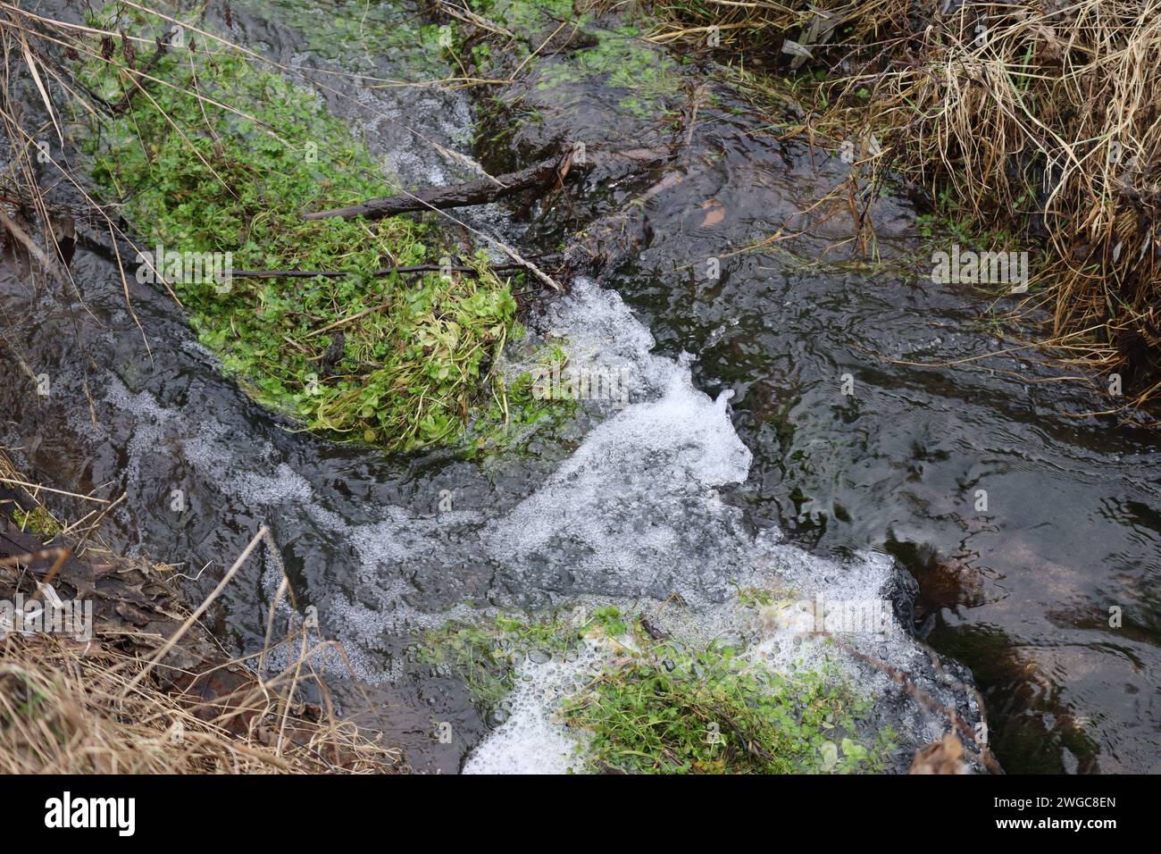 Watercress in a bubbling Stream Stock Photo - Alamy