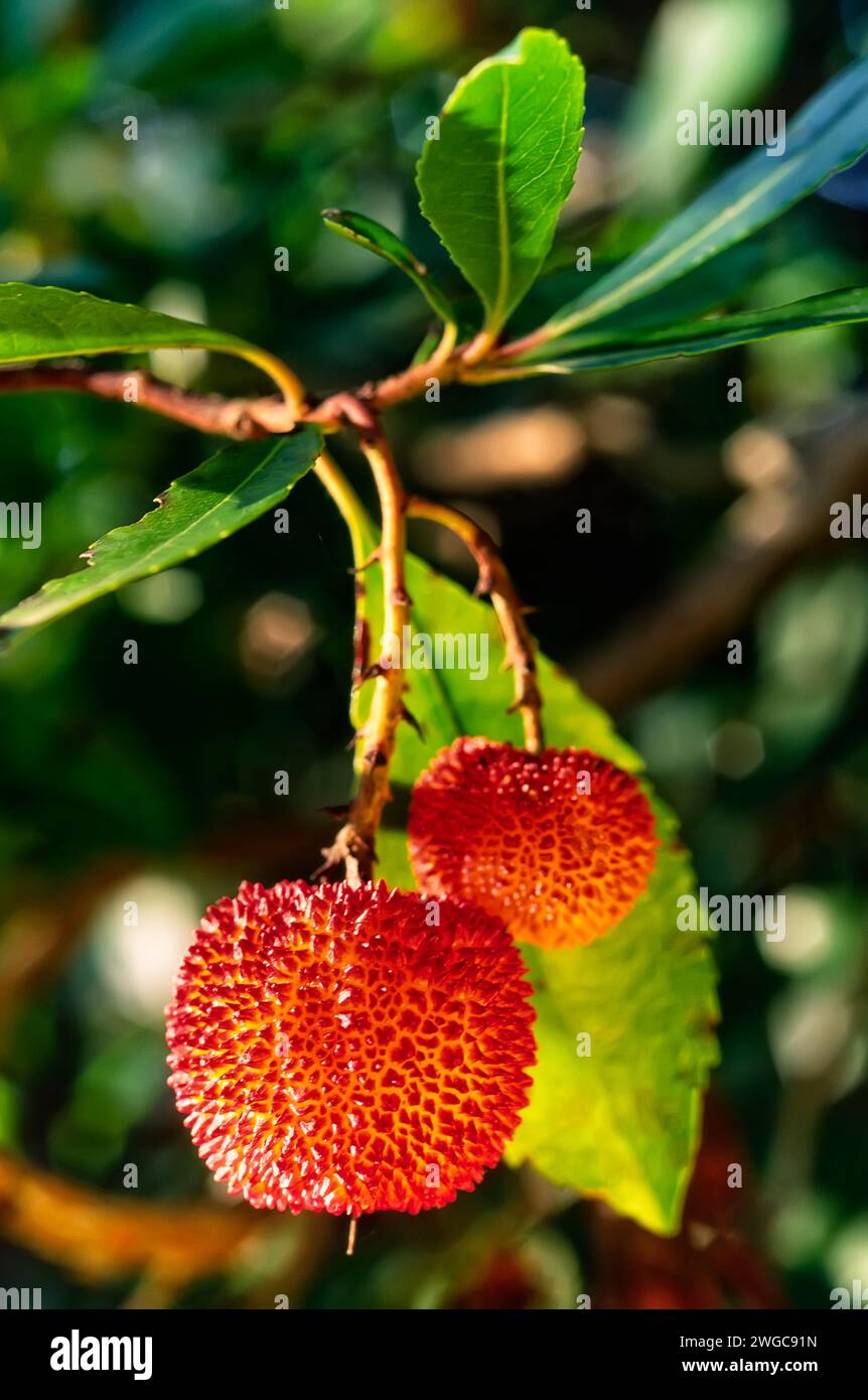 Strawberry tree (Arbutus unedo), Ericaceae. Evergreen tree of the ...