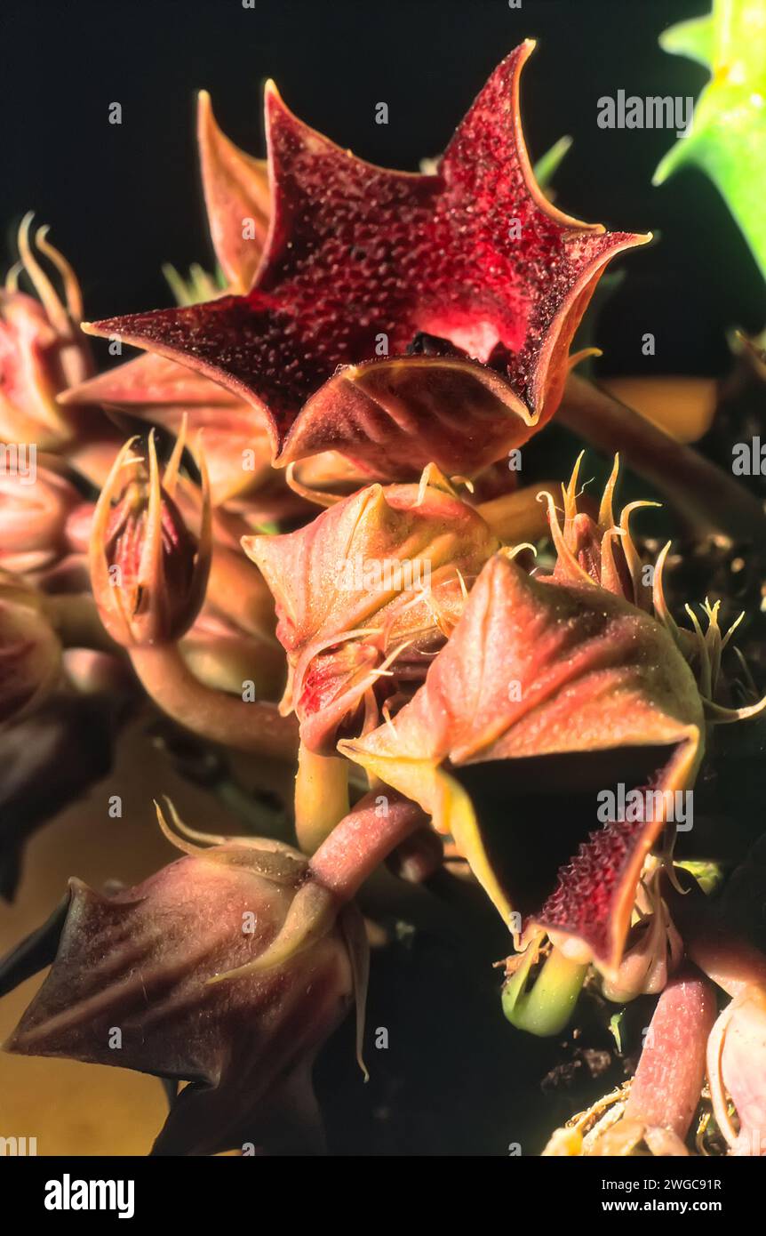 Huernia macrocarpa, Apocynaceae. Ornamental succulent plant. rare herb ...