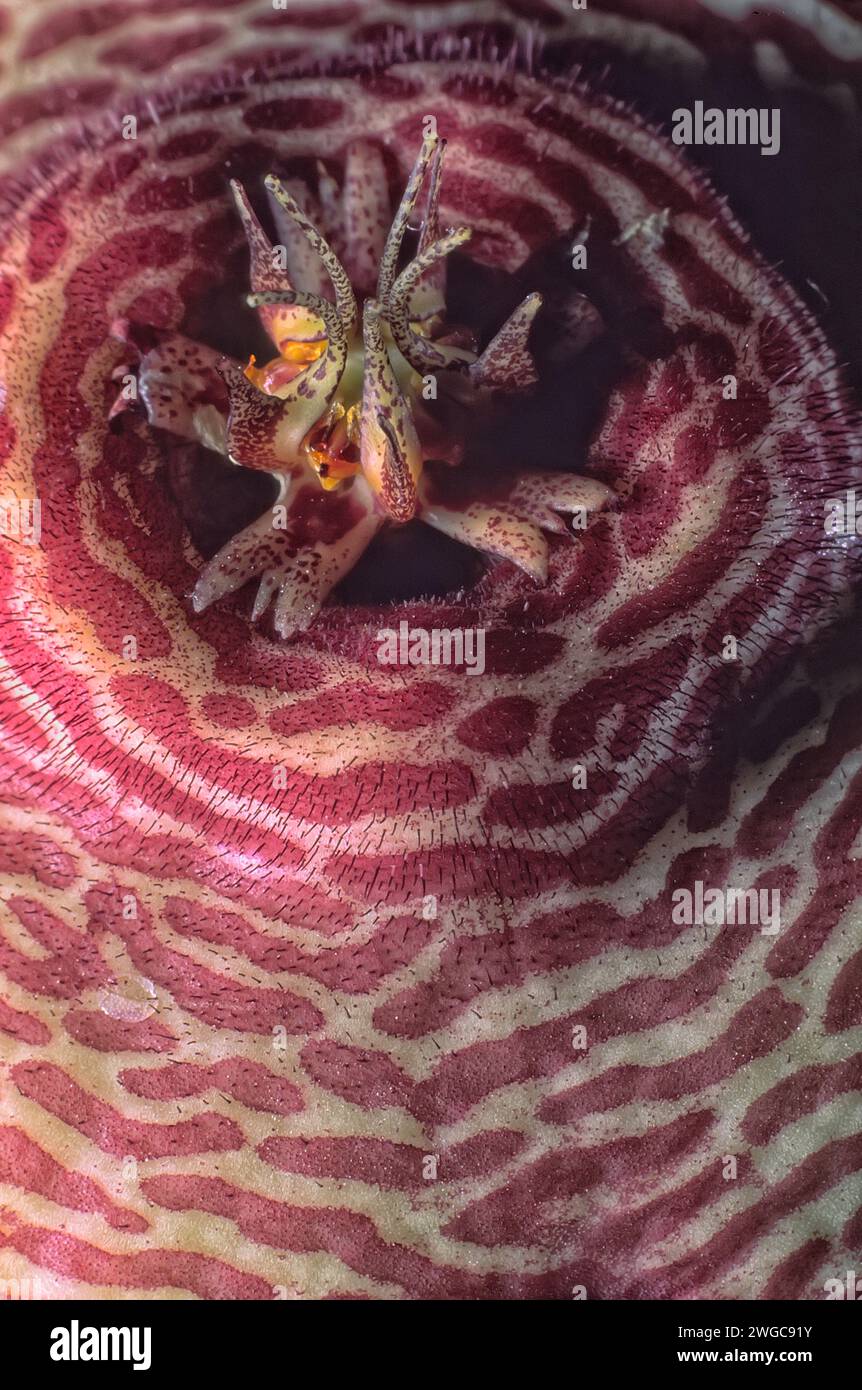 Orbea variegata orbea hi-res stock photography and images - Alamy