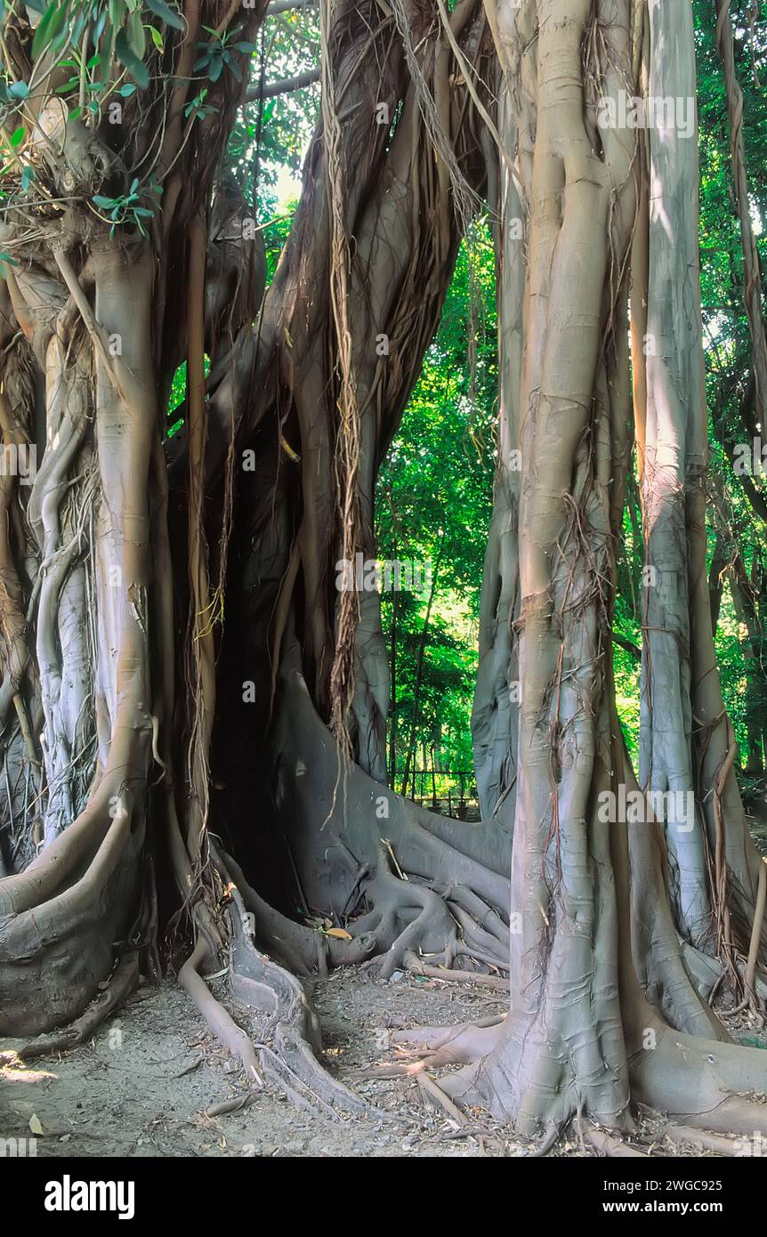 Moreton Bay fig (Ficus macrophylla), Moraceae. columnar roots of large ...
