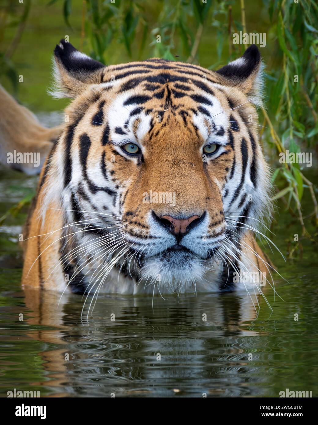 A vertical closeup of a Siberian tiger in a lake Stock Photo - Alamy