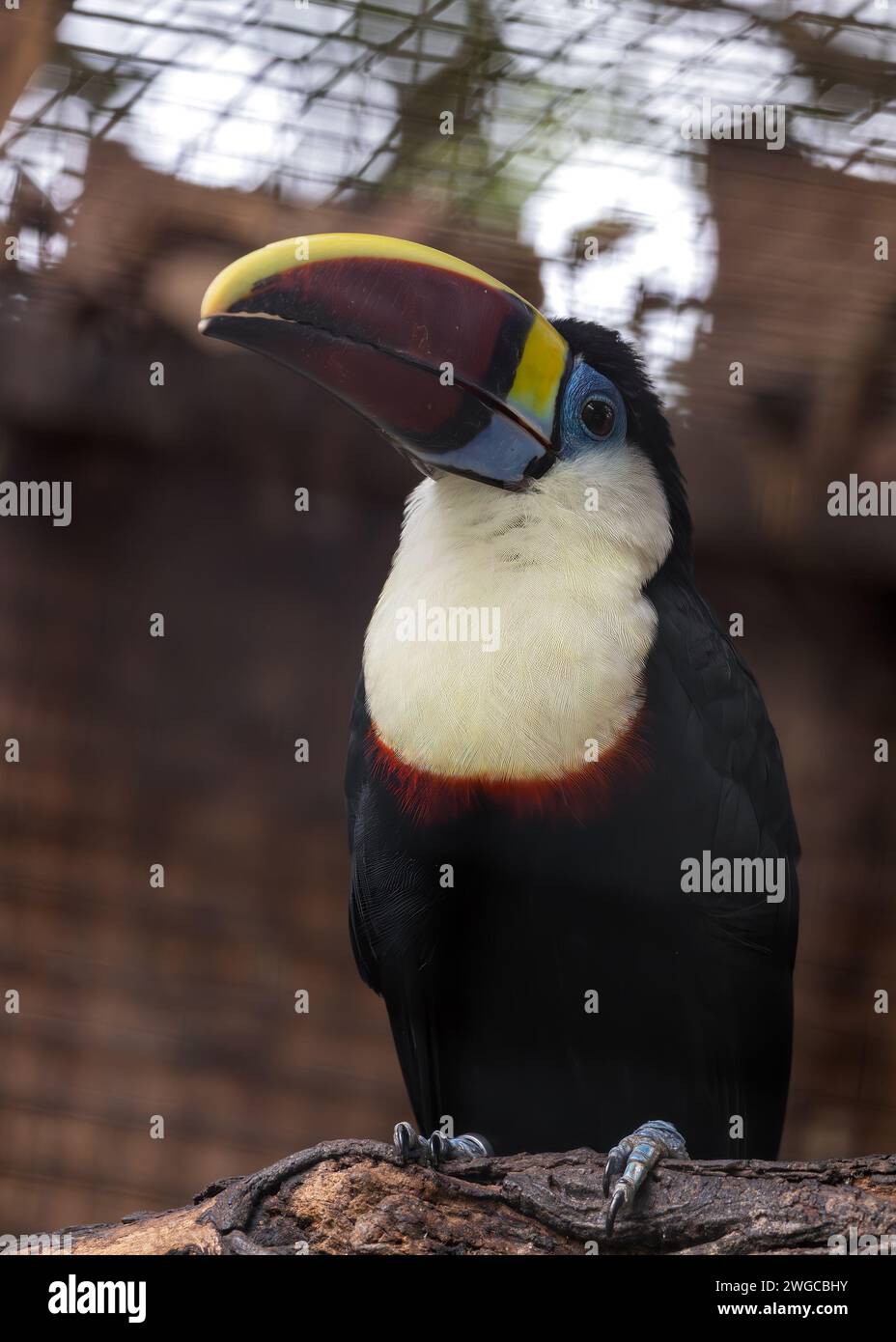 Magnificent White-throated Toucan, Ramphastos tucanus, adding a splash ...