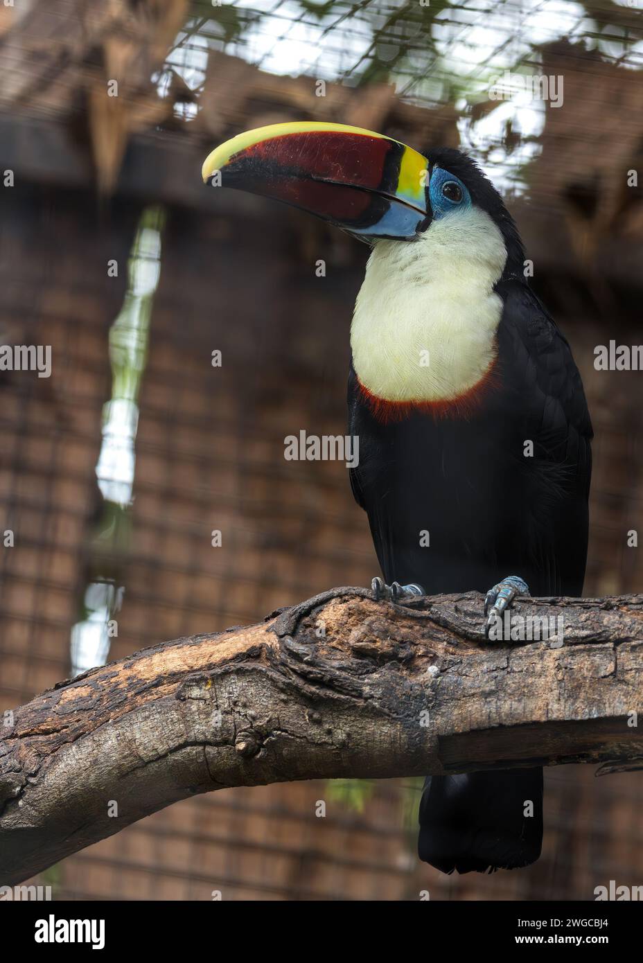 Magnificent White-throated Toucan, Ramphastos tucanus, adding a splash ...
