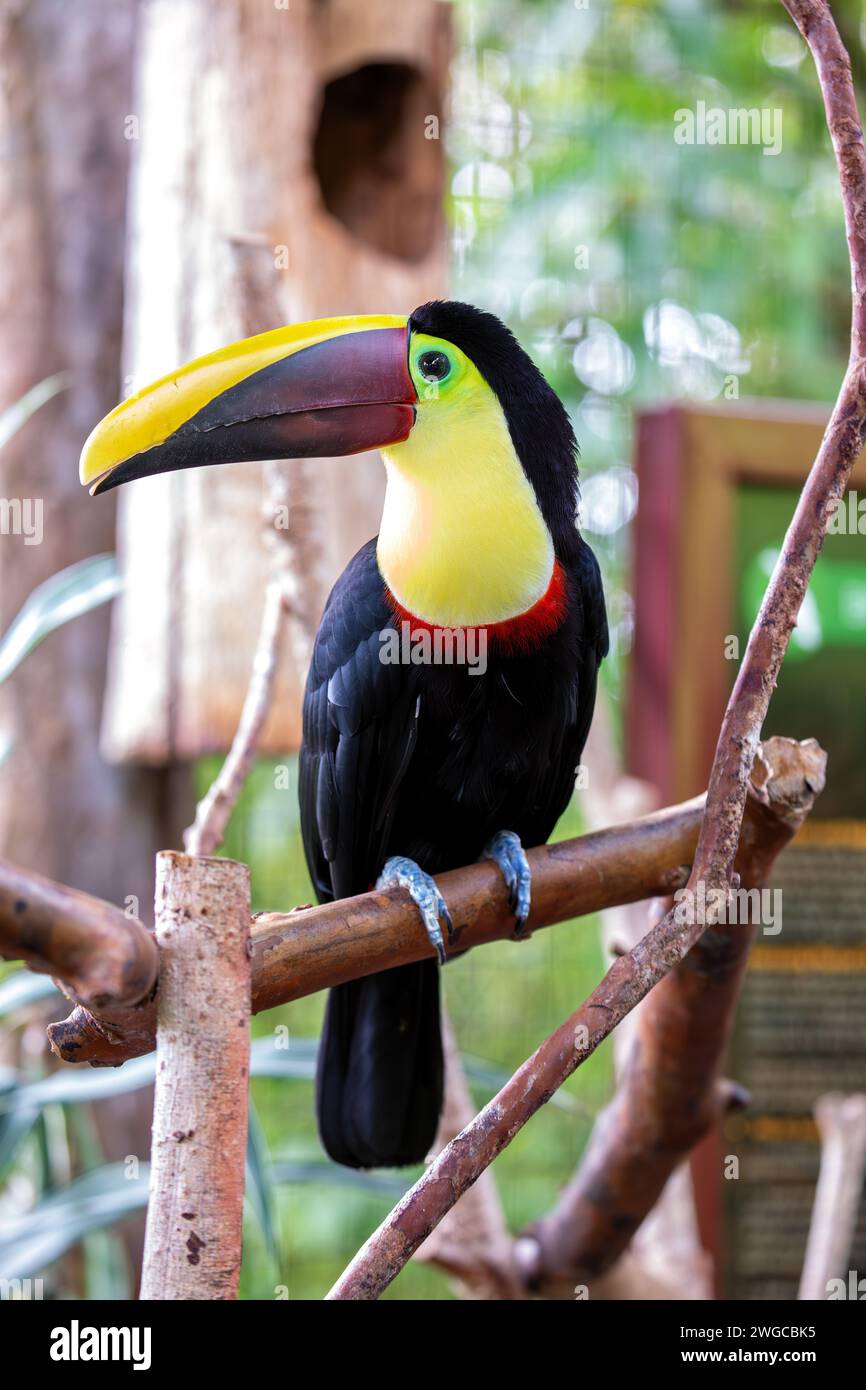 Dazzling Yellow-throated Toucan, Ramphastos ambiguus, adorning the ...