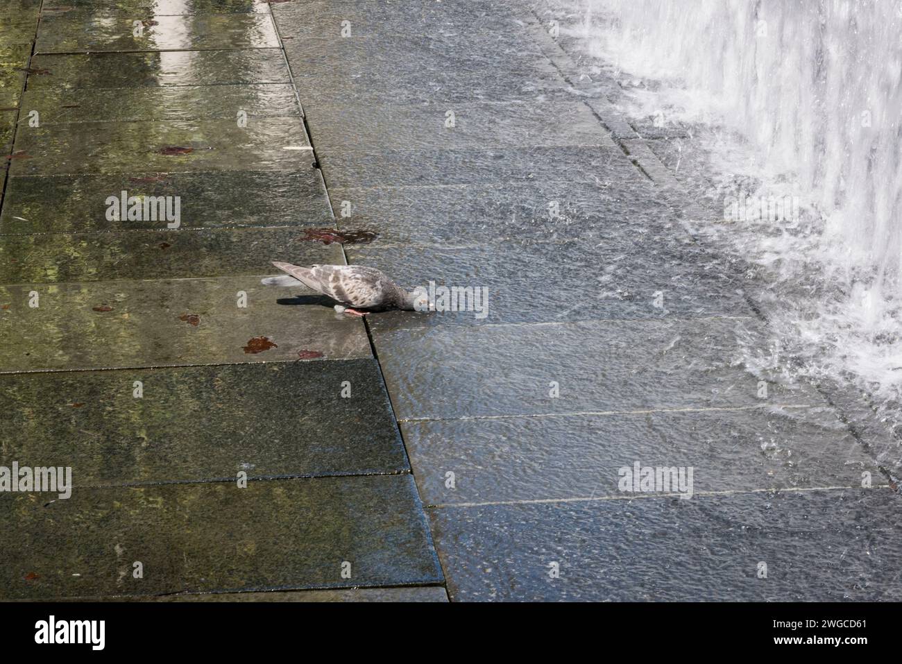Pigeon drinking water from water-fountain, Budapest, Hungary Stock ...
