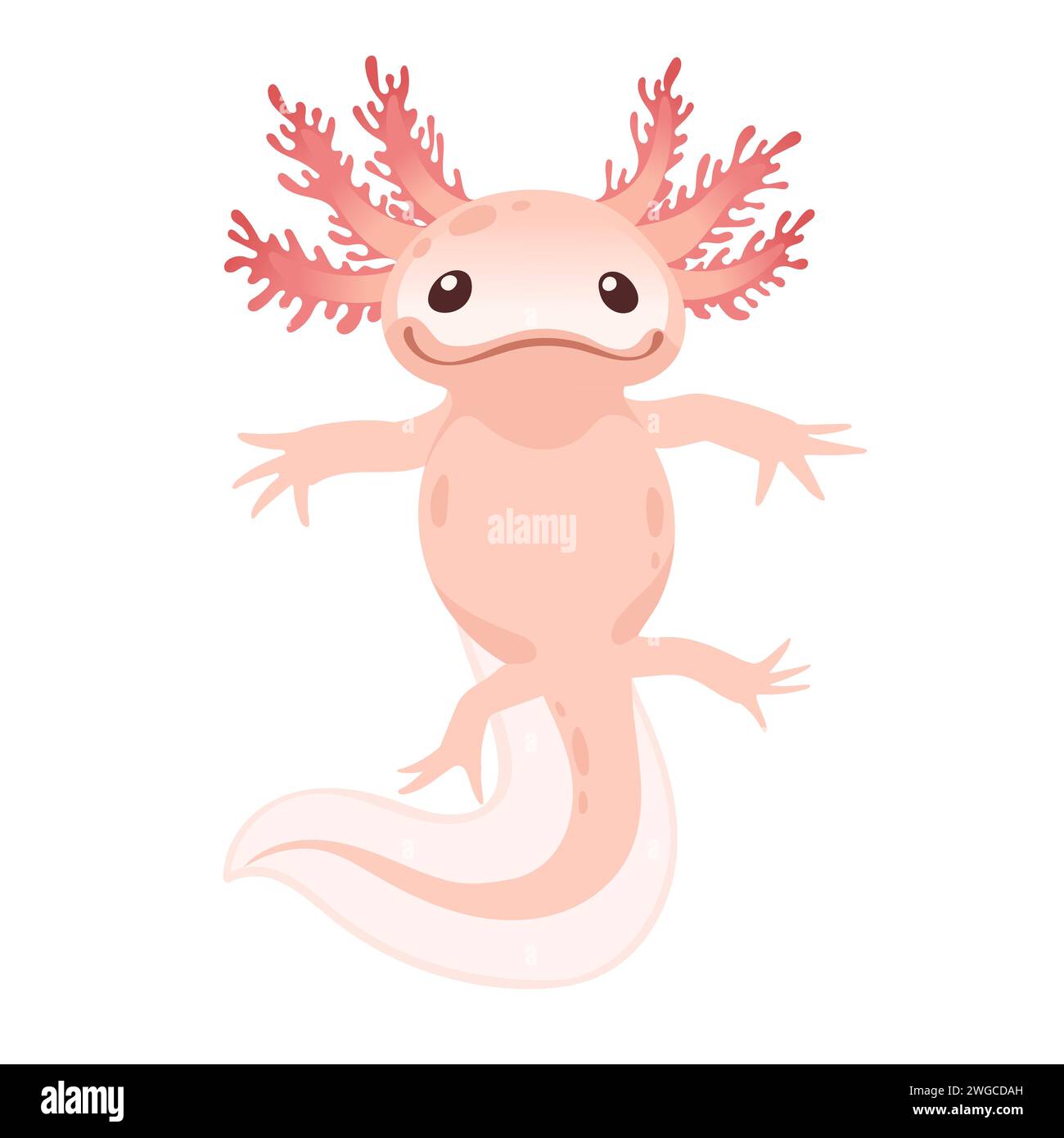 Cute cartoon axolotl pink color amphibian animal vector illustration ...