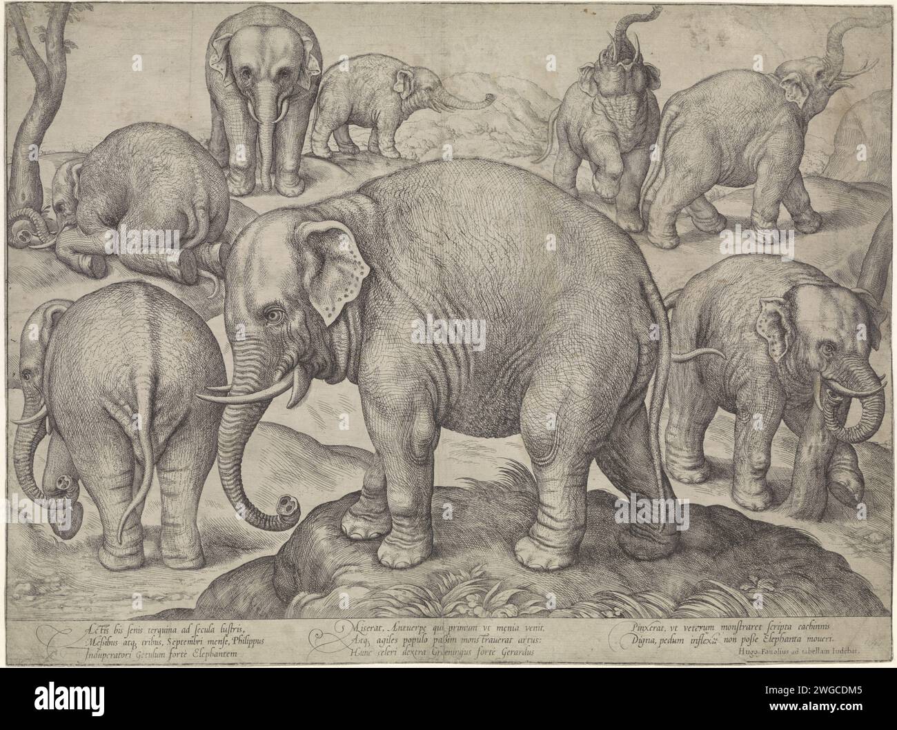Eight elephants, Gerard van Groeningen, in or after 1563 print When an ...