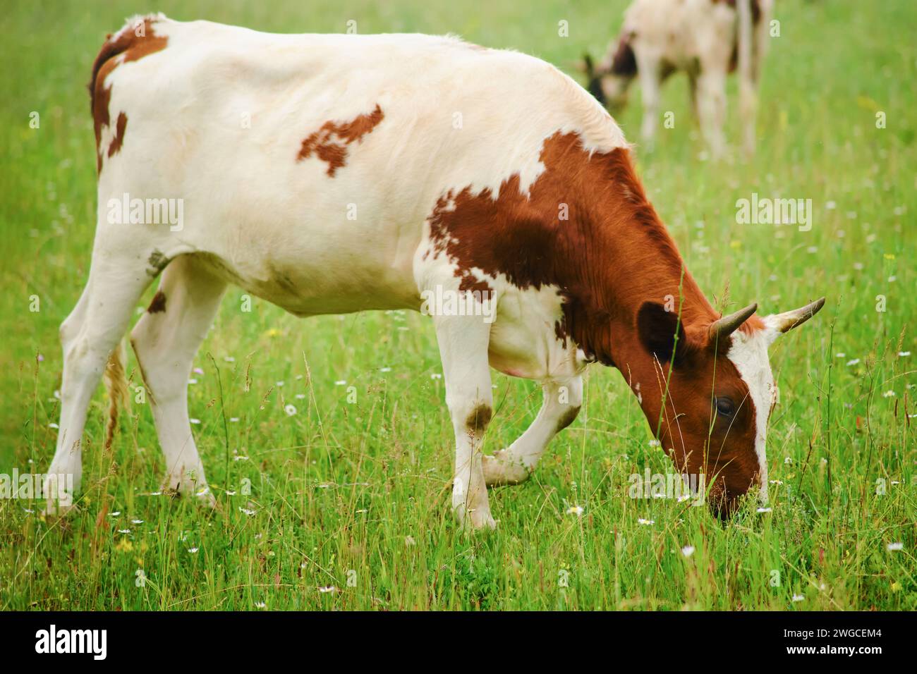 The cows have a natural instinct to graze and roam, which is why the ...