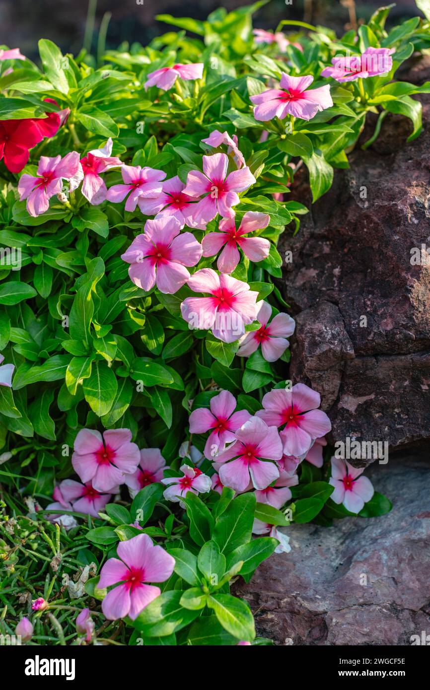 Pink phloxes at Suan Luang Rama IX, (Rama IX Park), public park in ...