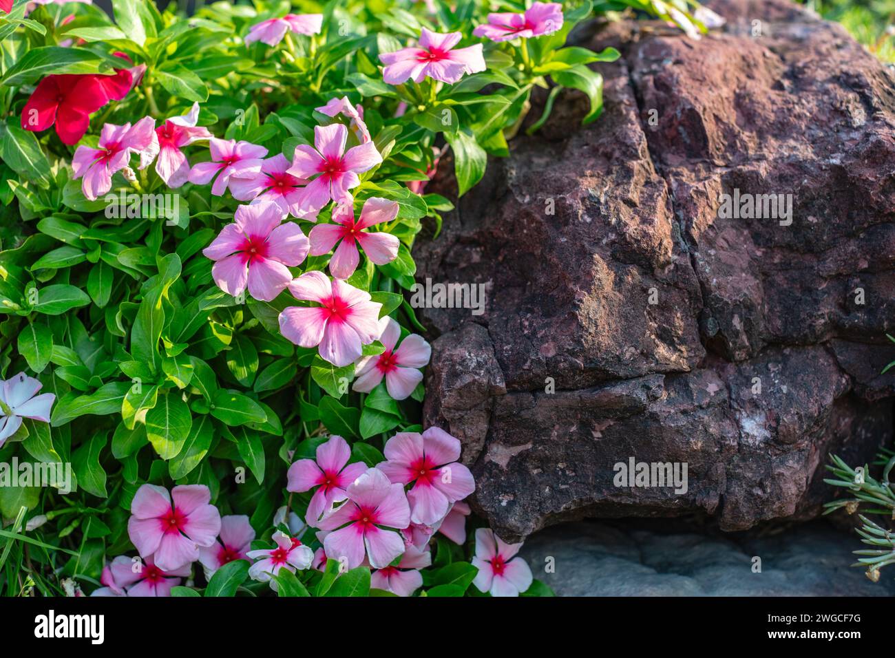 Pink phloxes at Suan Luang Rama IX, (Rama IX Park), public park in ...