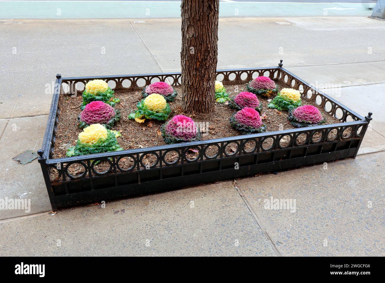 Ornamental cabbages (Brassica oleracea) decorative cabbage in a tree ...