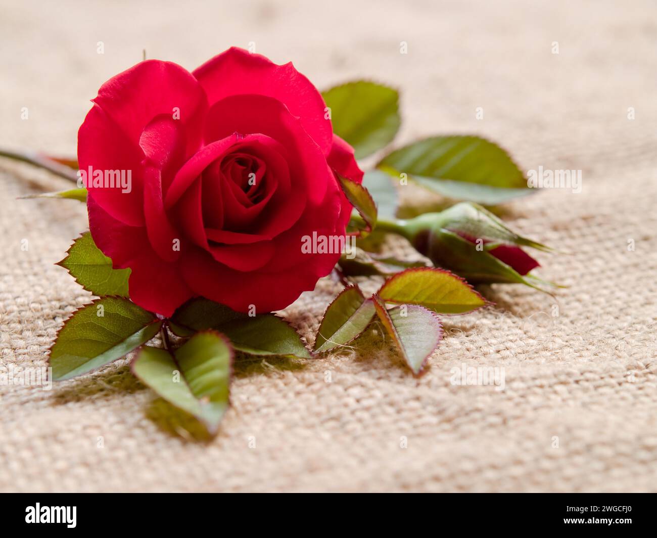 A red rose (rosa gallica) with leaves on a linen cloth Stock Photo - Alamy