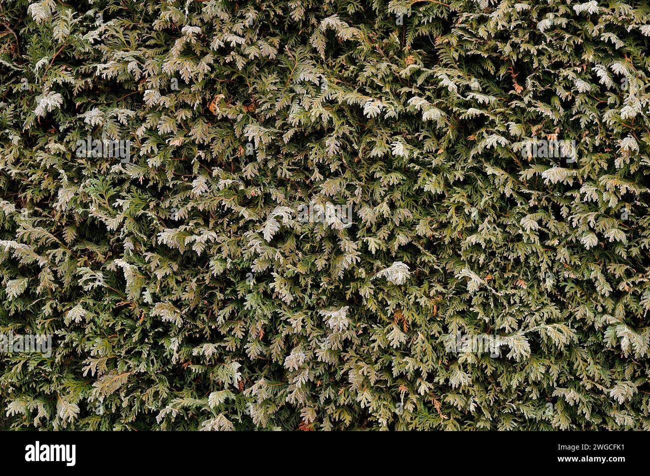 Boundary hedges hi-res stock photography and images - Alamy