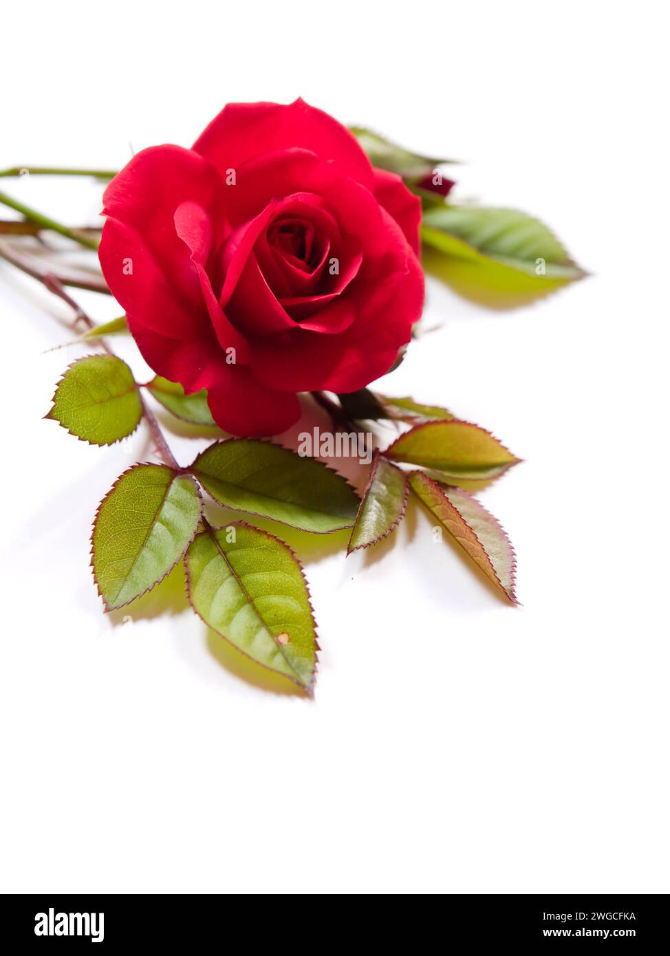 A vertical of a red rose (rosa gallica) with leaves on white background ...