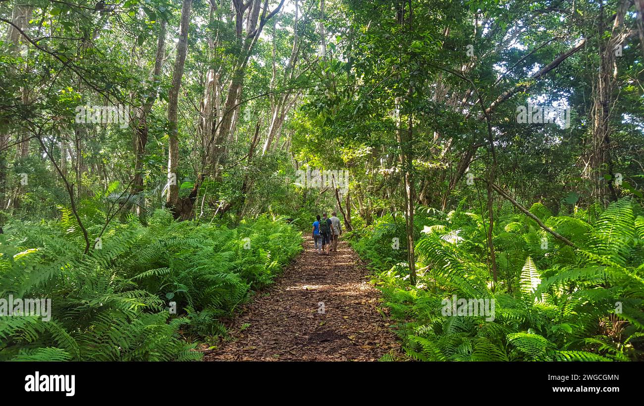 Jozani national forest hi-res stock photography and images - Alamy