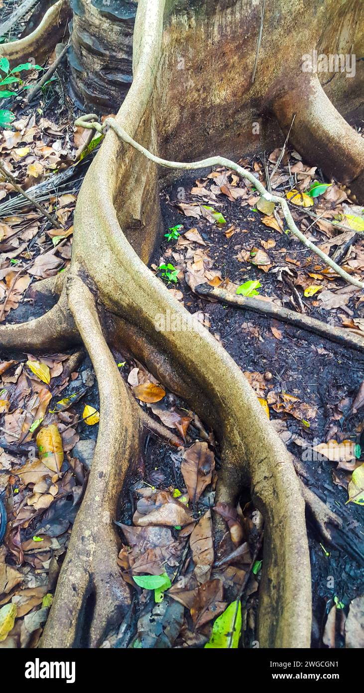 Stem and roots of Bengali Ficus Stock Photo - Alamy