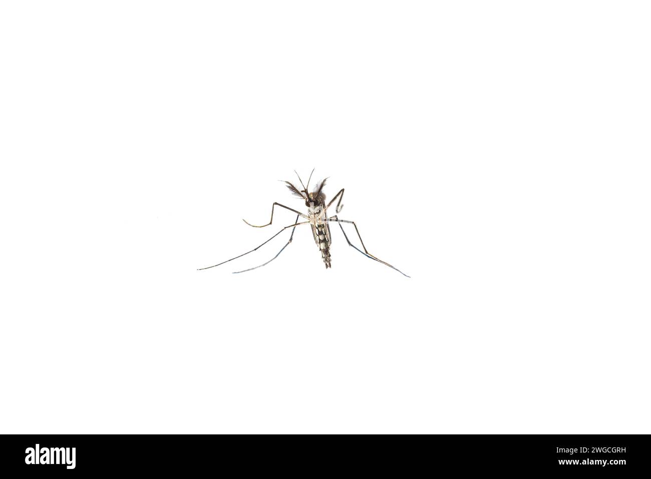 Aedes mosquitoes, Common house mosquito lie on your back. Isolated on ...