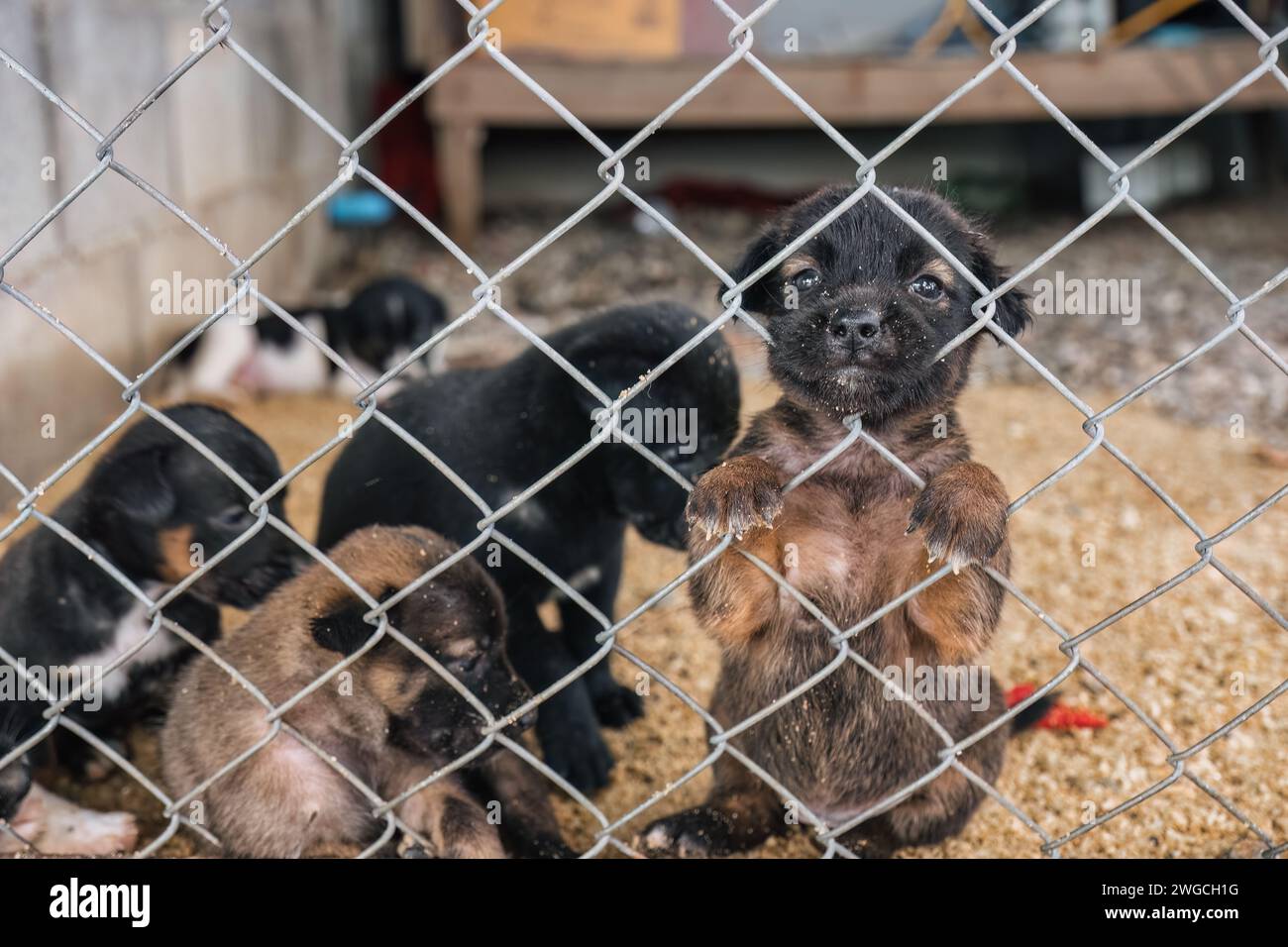 Pack of stray puppies dog and a brown puppy clinging on a cage with ...