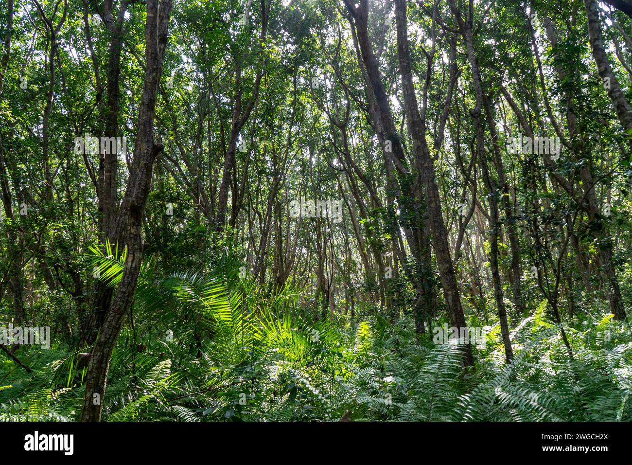 Jozani Chwaka Bay National Park is a 50 km² national park in Tanzania ...