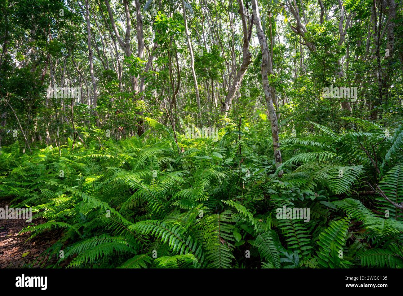 Jozani Chwaka Bay National Park is a 50 km² national park in Tanzania ...