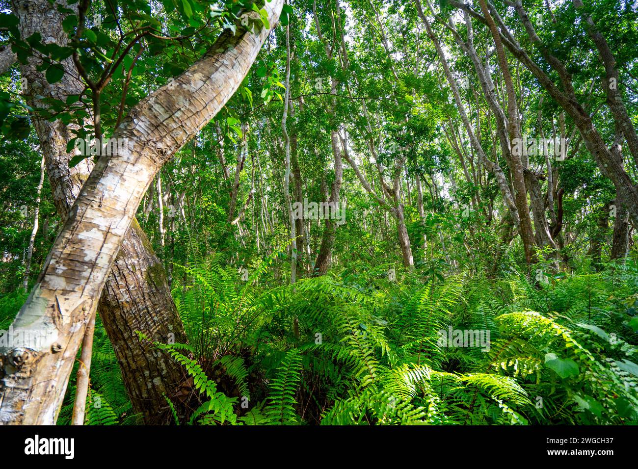 Jozani Chwaka Bay National Park is a 50 km² national park in Tanzania ...