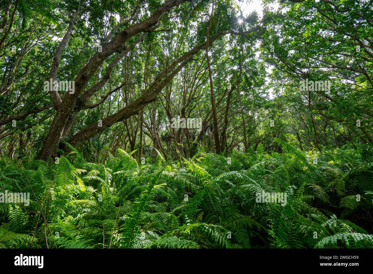 Jozani Chwaka Bay National Park is a 50 km² national park in Tanzania ...